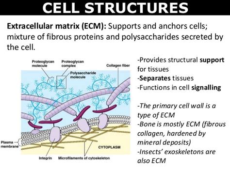 03 Cell Structures