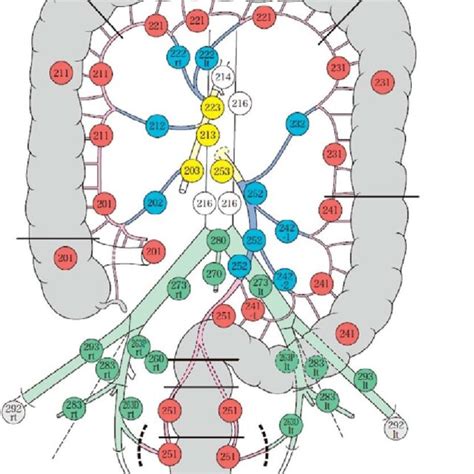 Lymph Node Locations Japanese Classification Of Colorectal