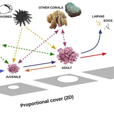 Conceptual Model Of Some Key Processes Solid Arrows And Interactions