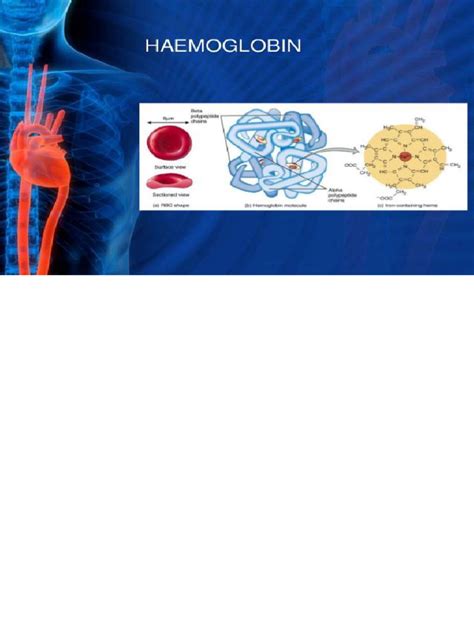 Haemoglobin And Plasma And Serum Pdf
