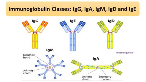 Immunoglobulin Classes Igg Iga Igm Igd And Ige Microbiology Notes