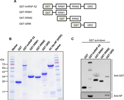 The Binding Of Np Of Influenza A Virus And The Grd Of Hnrnp A2 In Download Scientific Diagram
