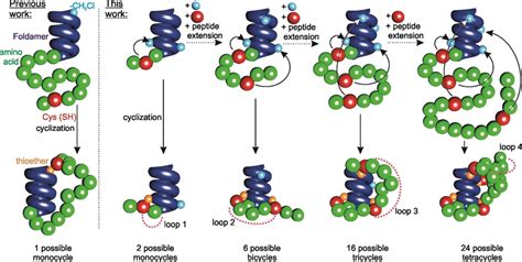 Schematic Illustration Of Selective Macrocyclizations Of Helical