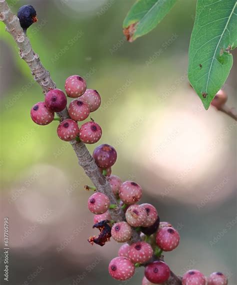 Red Fruits Of Ficus Subpisocarpa Tree On Green Leaves Background Stock