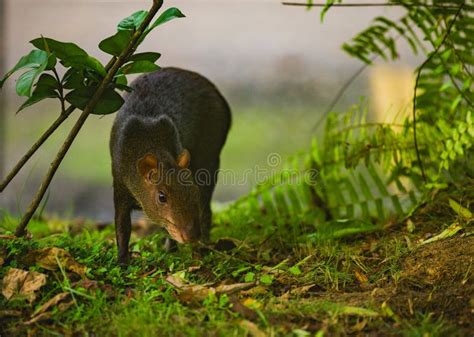 Large Panamanian Rodent Known As An Agouti Carefully Looks For Food
