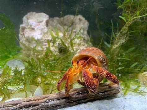 Crab Eats Hermit At Terry Camacho Blog