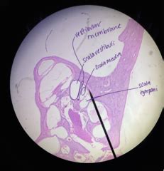 Histology Lab Final Quizlet