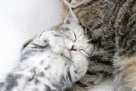 猫画像で癒されましょう ねことダンボール