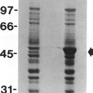 Potential Stem Loop Structures Found In The 5 And 3 Flanking Regions Download Scientific