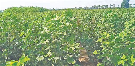 မိုးချည်မျှင်ရှည်ဝါ B 31 အထူးအထွက်တိုးဇုန် Pilot Area စိုက်ခင်းများ