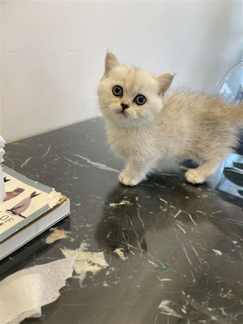 아산고양이분양 먼치킨 브리티쉬숏헤어 분양후기 ♥ 분양후기