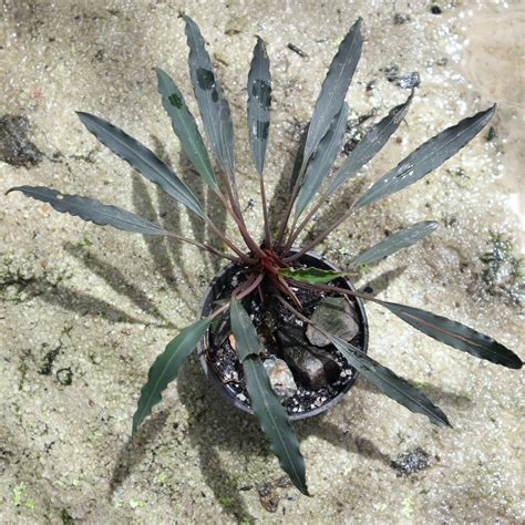 Bucephalandra Chimaera Borneo Aquatic