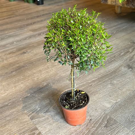 Live Plant Myrtle Topiary