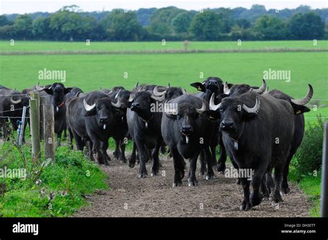 Water Buffalo Farm At Lester Shippy Blog