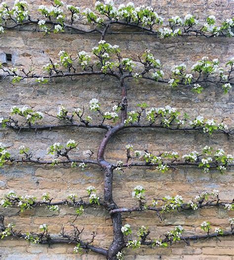 All About Espalier Best Ideas And Tutorials A Piece Of Rainbow
