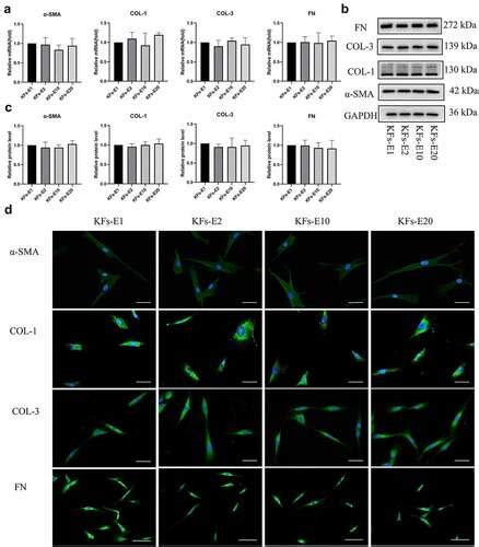 Full Article Long Term Explant Culture An Improved Method For