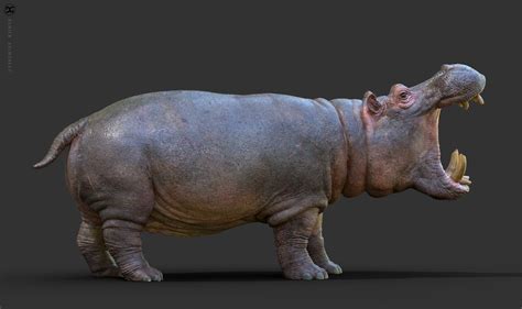 Artstation Hippopotamus Damien Guimoneau Hippo Anatomy