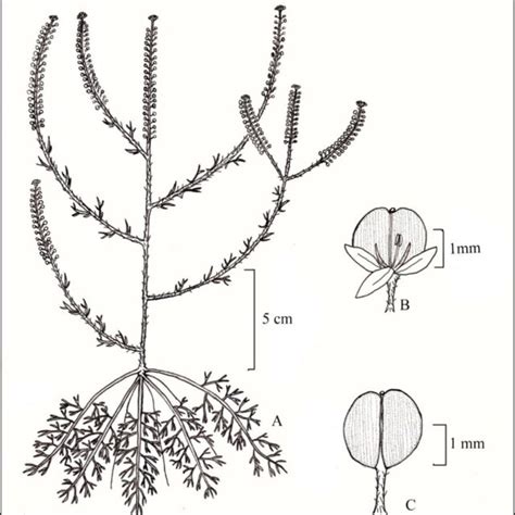 Brassica Rapa L A Habit B Flower C Fruit Download Scientific