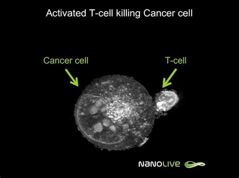 Label Free Live Cell Imaging Activated T Cell Killing Cancer Cell Iram Khan