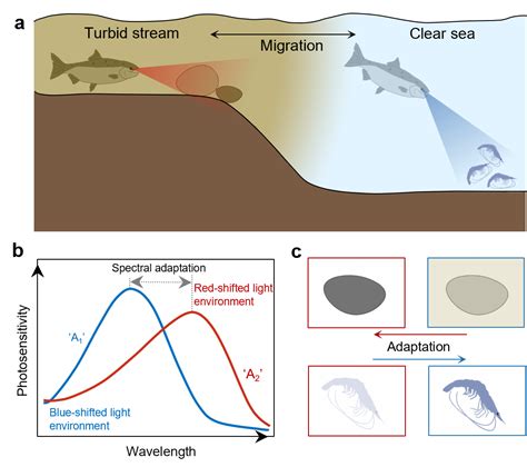 An Artificial Visual Sensor With Spectral Adaptability Inspired By The