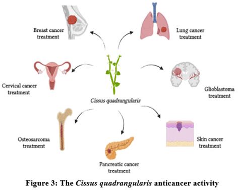 Cissus Quadrangularis Is A Potential Anticancer Herb A Review