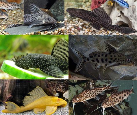 Shop Our Selection Of African Cichlids For Sale Online Sanctuary Cichlids