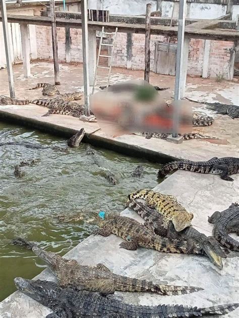 สุดสยอง ชายเขมรพลาดท่าร่วงบ่อจระเข้กว่า 40 ตัว โดนรุมขย้ำดับ