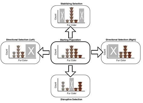 Directional Selection Stabilizing Directional And Disruptive Selection