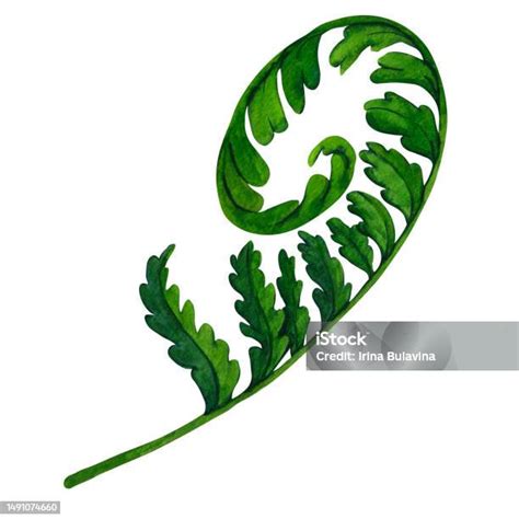 고사리 수채화 그림은 초록색 녹지 가지 나뭇가지 줄기 벽 예술을 위해 흰색 배경에 분리된 숲 식물로 그려져 있다 문구 디자인