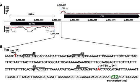 10 Drna Seq Reveals Precise Transcription Start Sites And Transcript Download Scientific