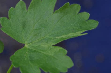 Wild Parsnip Identifying Noxious Weeds Of Ohio