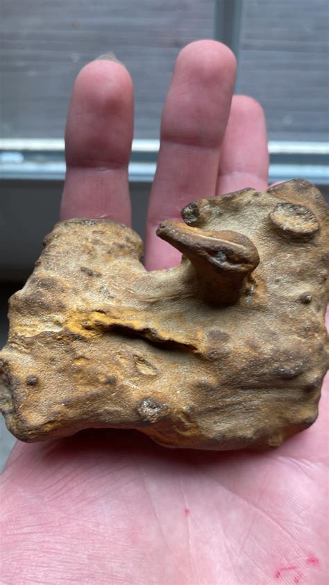 Calvert Cliffs Whale Porpoise Bone Fossil Id The Fossil Forum