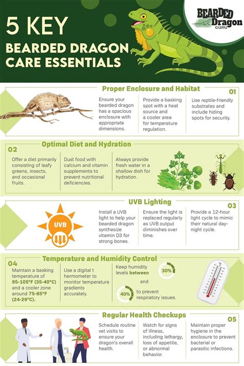 5 Key Bearded Dragon Care Essentials Infographic Chris Camtell Medium