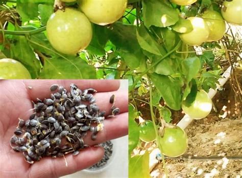 Yellow Passion Fruit Seeds Pack Passiflora Seeds Pack For Etsy