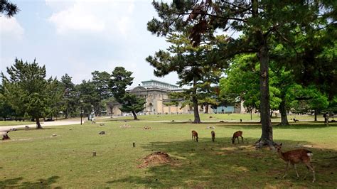 Deer Of The Ancient Capital Nara Park Japan Visions Of Travel