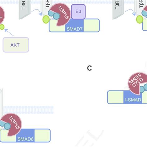 TGFβ BMP receptor deubiquitylation A USP4 USP15 and USP11 have been