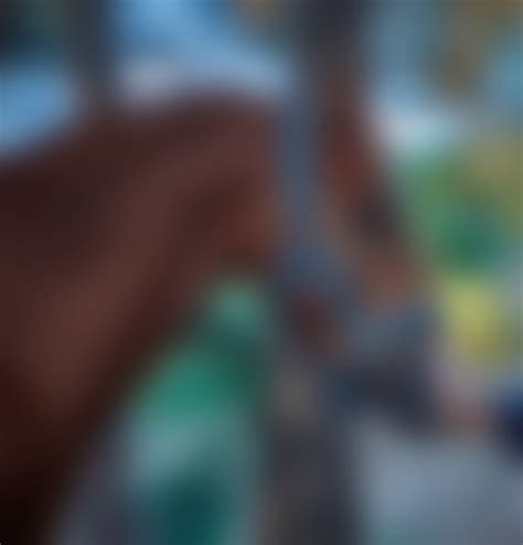 №419 350 тысяч рублей Мерин спортивной помеси 2016года рождения 162 163 см в холке