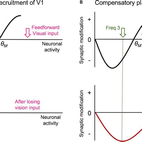 Overview Of Cross Modal Plasticity Loss Of A Sensory Modality Such As Download Scientific