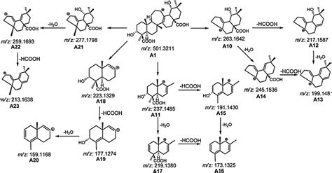 Scheme 2 Proposed Fragmentation Pathway For The Fragments Formed By