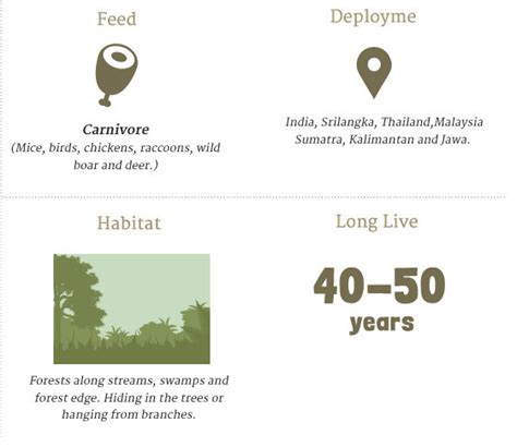 Phyton Albino Habitat Taman Margasatwa Ragunantaman Margasatwa Ragunan