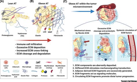 Extracellular Matrix Remodeling Facilitates Obesity Associated Cancer Progression Trends In