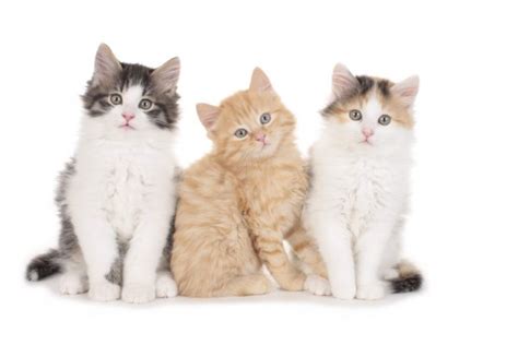 Trois Chats Images Libres De Droit Photos De Trois Chats Depositphotos