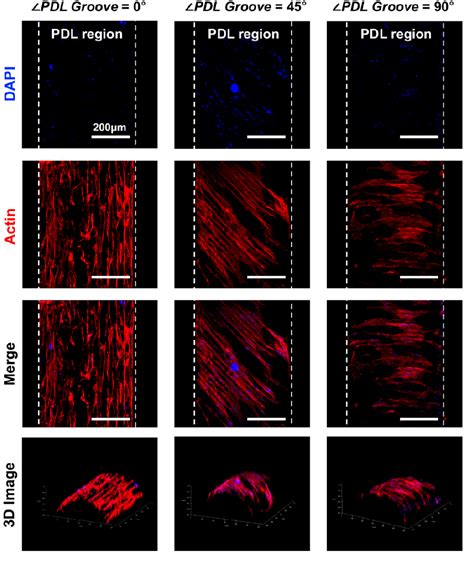 Figure 3 From Spatial Controls Of Ligamentous Tissue Orientations Using The Additively
