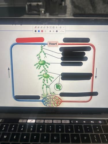 Lymphatic System Flashcards Quizlet