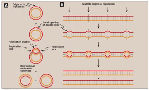 Origin Of Replication Sequence