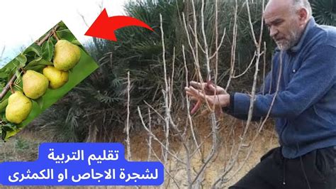 تقليم شجرة الاجاص او الكمثرى والتعرف على الفرق بين الدوابر الثمرية