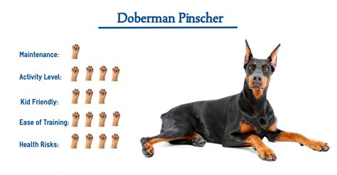 Doberman Pinscher Dog Breed Everything You Need To Know At A Glance