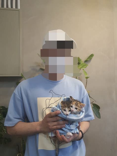 창원 2021 0064 코리안 숏헤어 한이 민이 책임분양 엑조틱크기 터키시앙고라크기 페르시안크기 하이랜드폴드크기 애완견크기 반려견크기 소형견무료입양사이트 중형견무료입양