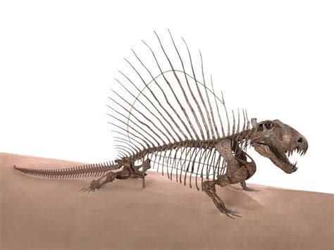 Five Incredible Fossils From Across The World Smithsonian Voices