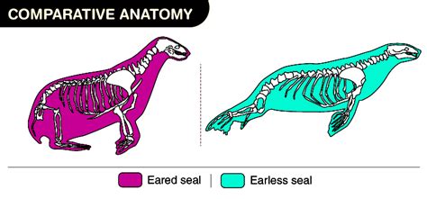 Comparative Anatomy Understanding Analogous And Homologous Structures